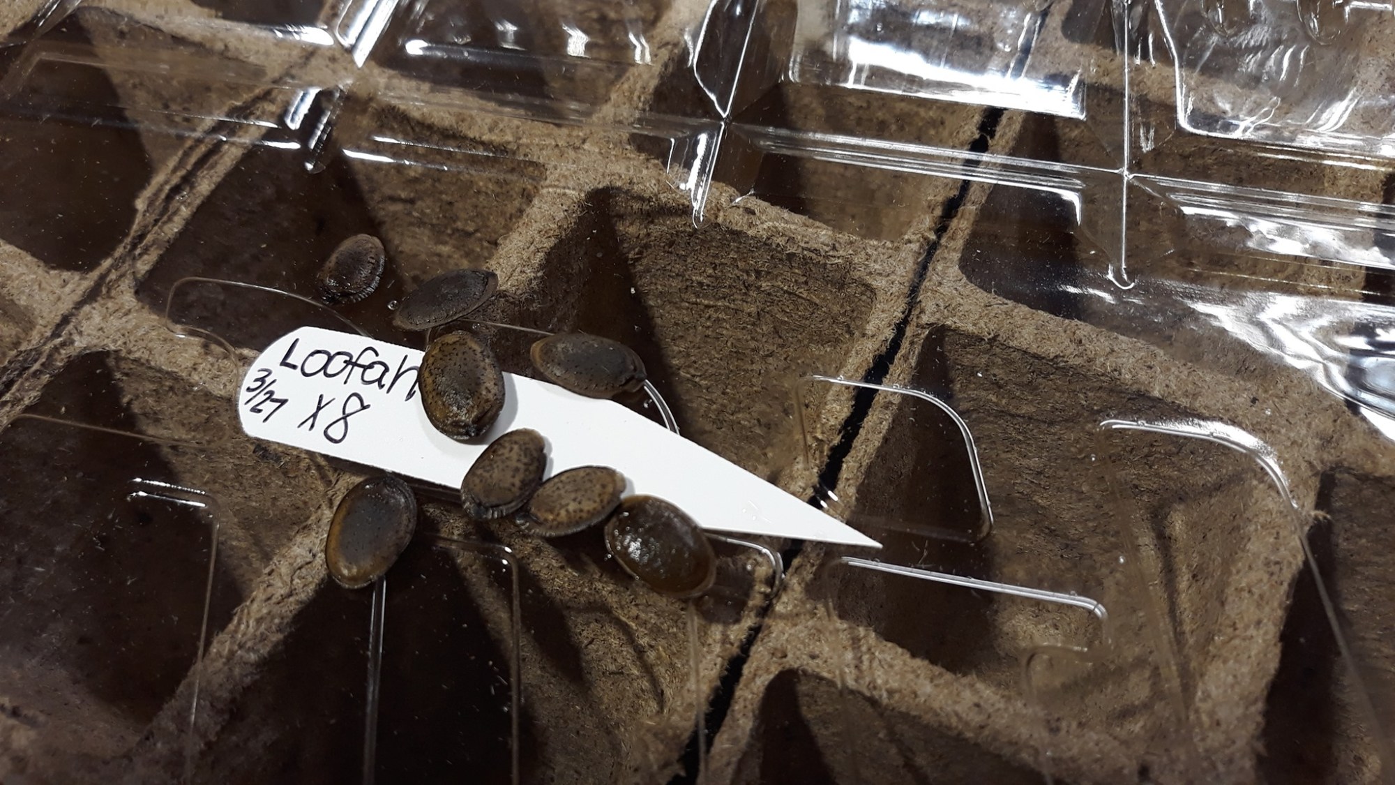 Growing Loofahs Step-By-Step – Sharing Seeds of Hope