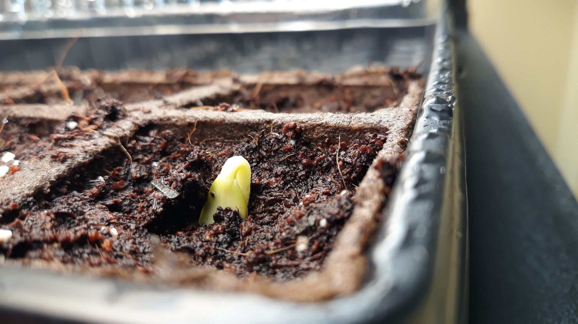 Growing Loofahs Step-By-Step – Sharing Seeds of Hope