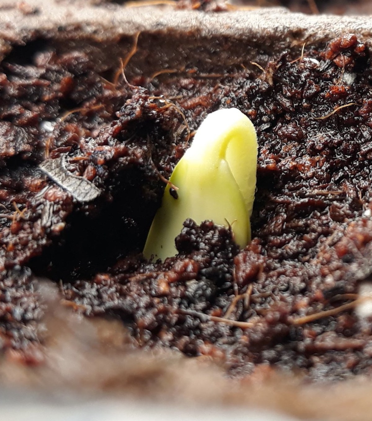 Growing Loofahs Step-By-Step – Sharing Seeds of Hope
