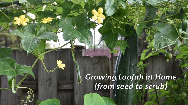Growing Loofahs Step-By-Step – Sharing Seeds of Hope