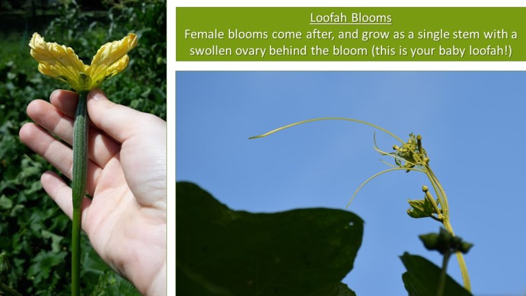 Growing Loofahs Step-By-Step – Sharing Seeds of Hope