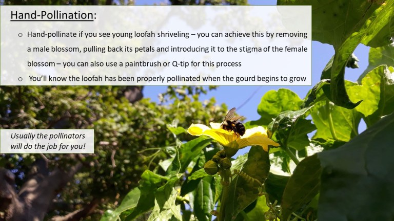 Growing Loofahs Step-By-Step – Sharing Seeds of Hope