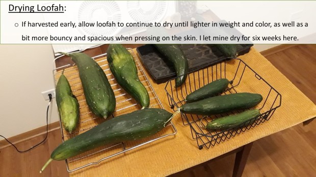 Growing Loofahs Step-By-Step – Sharing Seeds of Hope