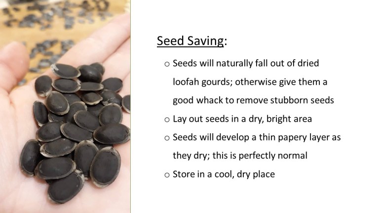 Growing Loofahs Step-By-Step – Sharing Seeds of Hope