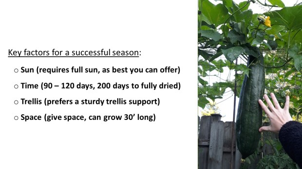 Growing Loofahs Step-By-Step – Sharing Seeds of Hope