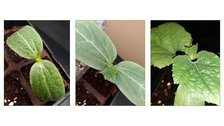Growing Loofahs Step-By-Step – Sharing Seeds of Hope