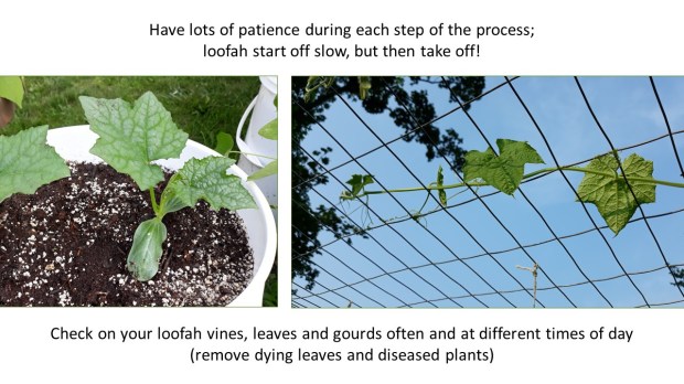 Growing Loofahs Step-By-Step – Sharing Seeds of Hope