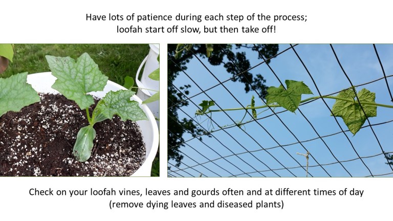 Growing Loofahs Step-By-Step – Sharing Seeds of Hope