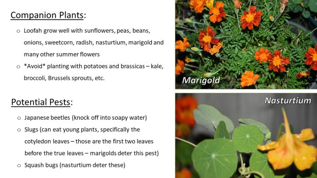 Growing Loofahs Step-By-Step – Sharing Seeds of Hope