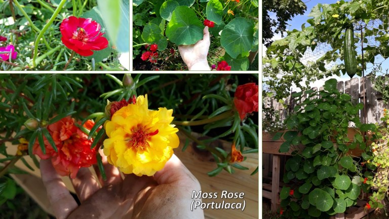 Growing Loofahs Step-By-Step – Sharing Seeds of Hope