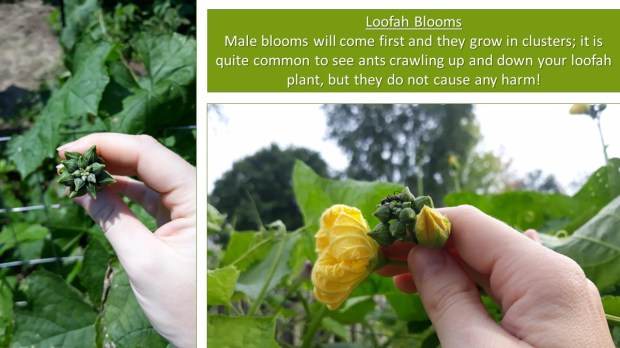 Growing Loofahs Step-By-Step – Sharing Seeds of Hope